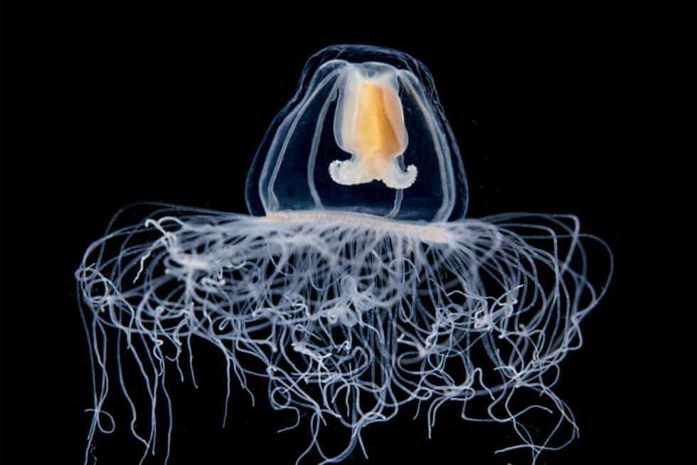 "Le monde de Plancto" - Le Pouliguen